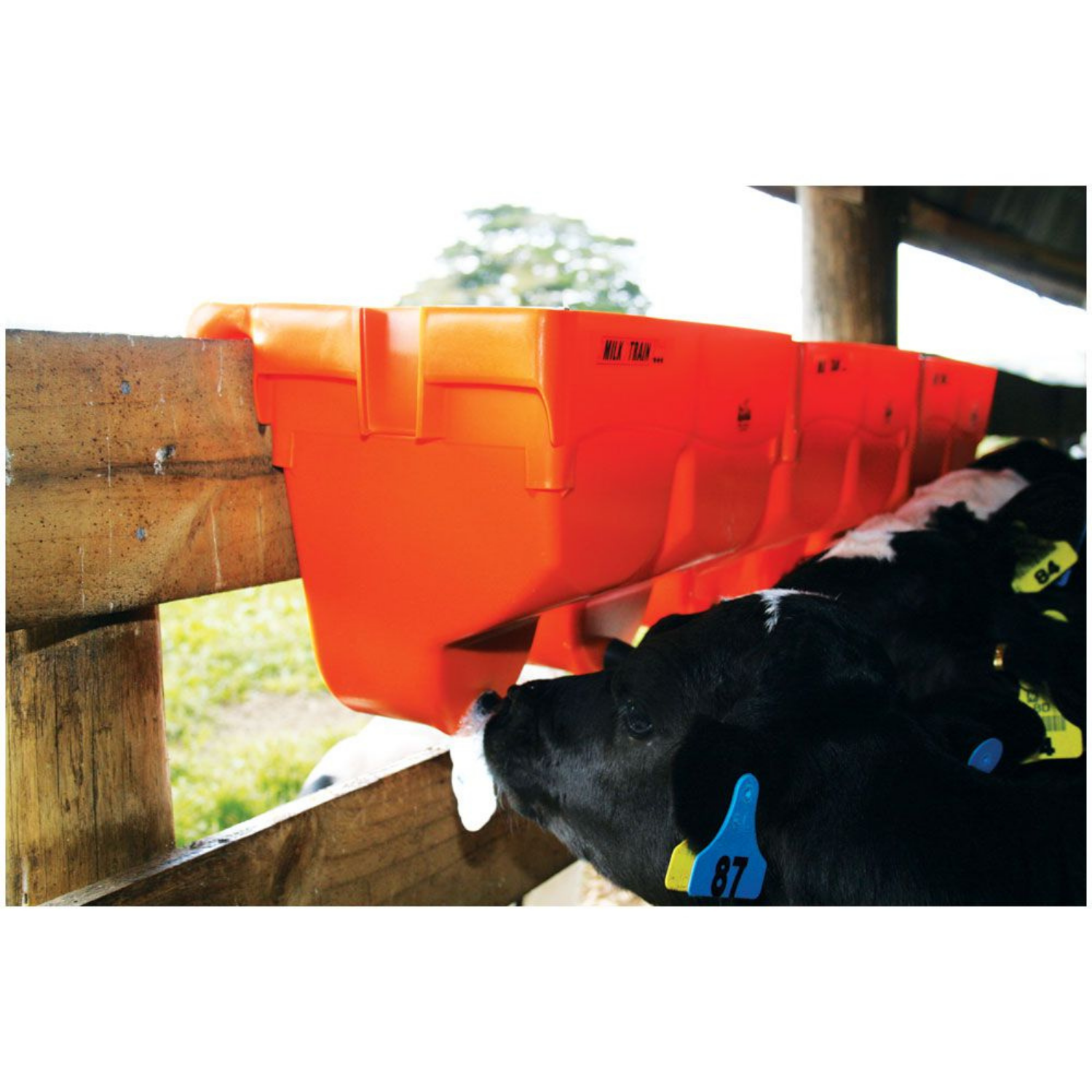 Shoof Calf Feeder Milk Train 2-place NZ-AU – Oz General Store